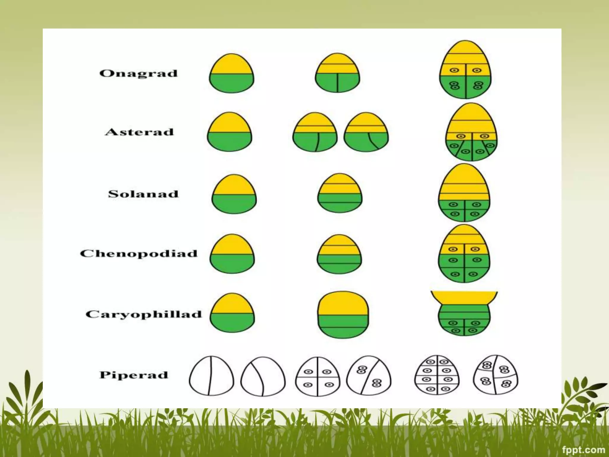 PPT Embriologi Tumbuhan - Perkembangan Embrio dan Biji | PPTX