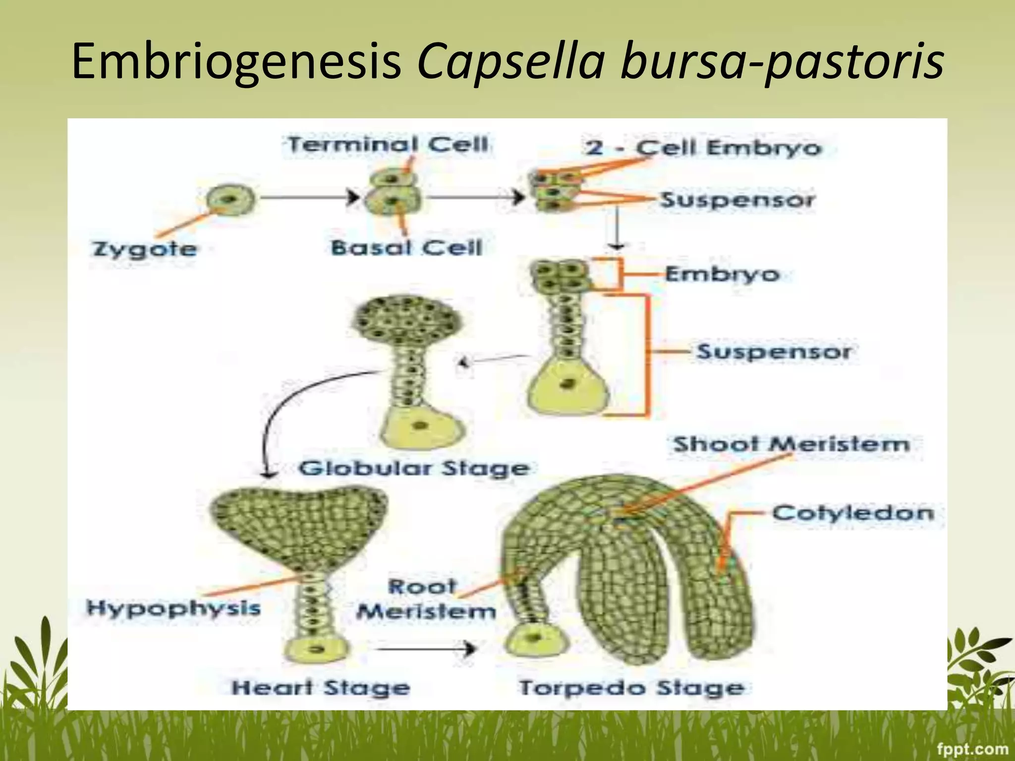 PPT Embriologi Tumbuhan - Perkembangan Embrio dan Biji | PPTX