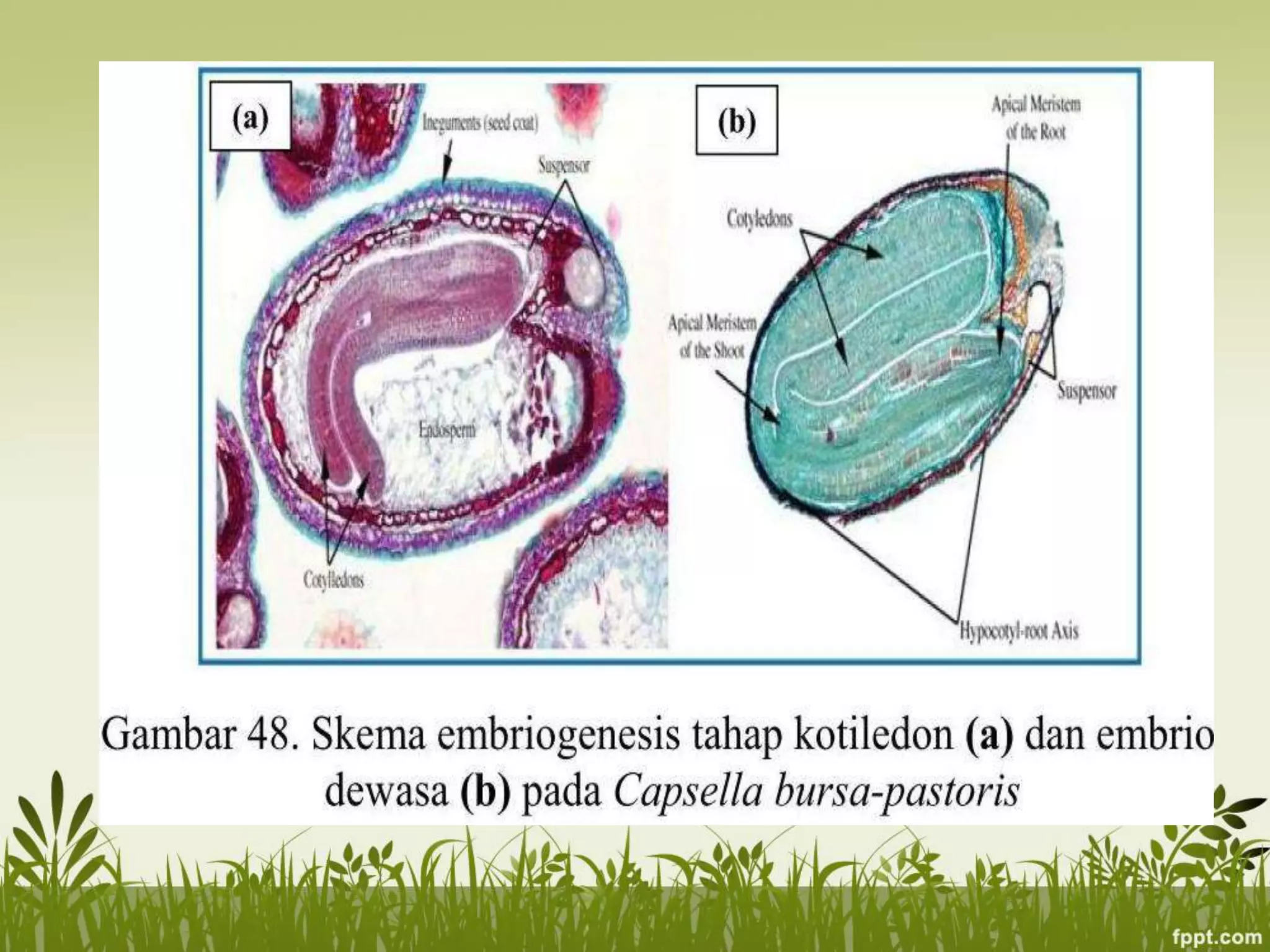 PPT Embriologi Tumbuhan - Perkembangan Embrio dan Biji | PPTX