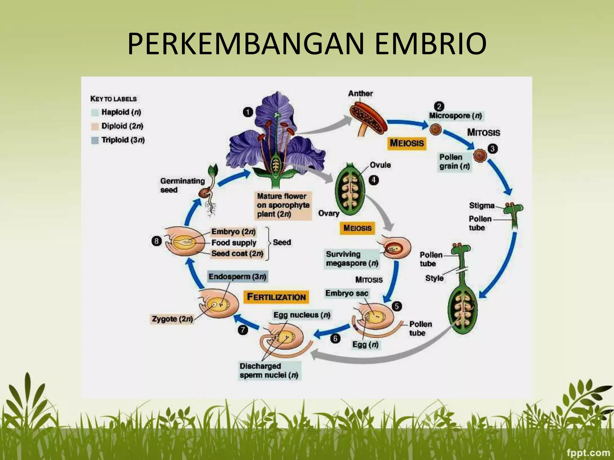 PPT Embriologi Tumbuhan - Perkembangan Embrio dan Biji | PPTX