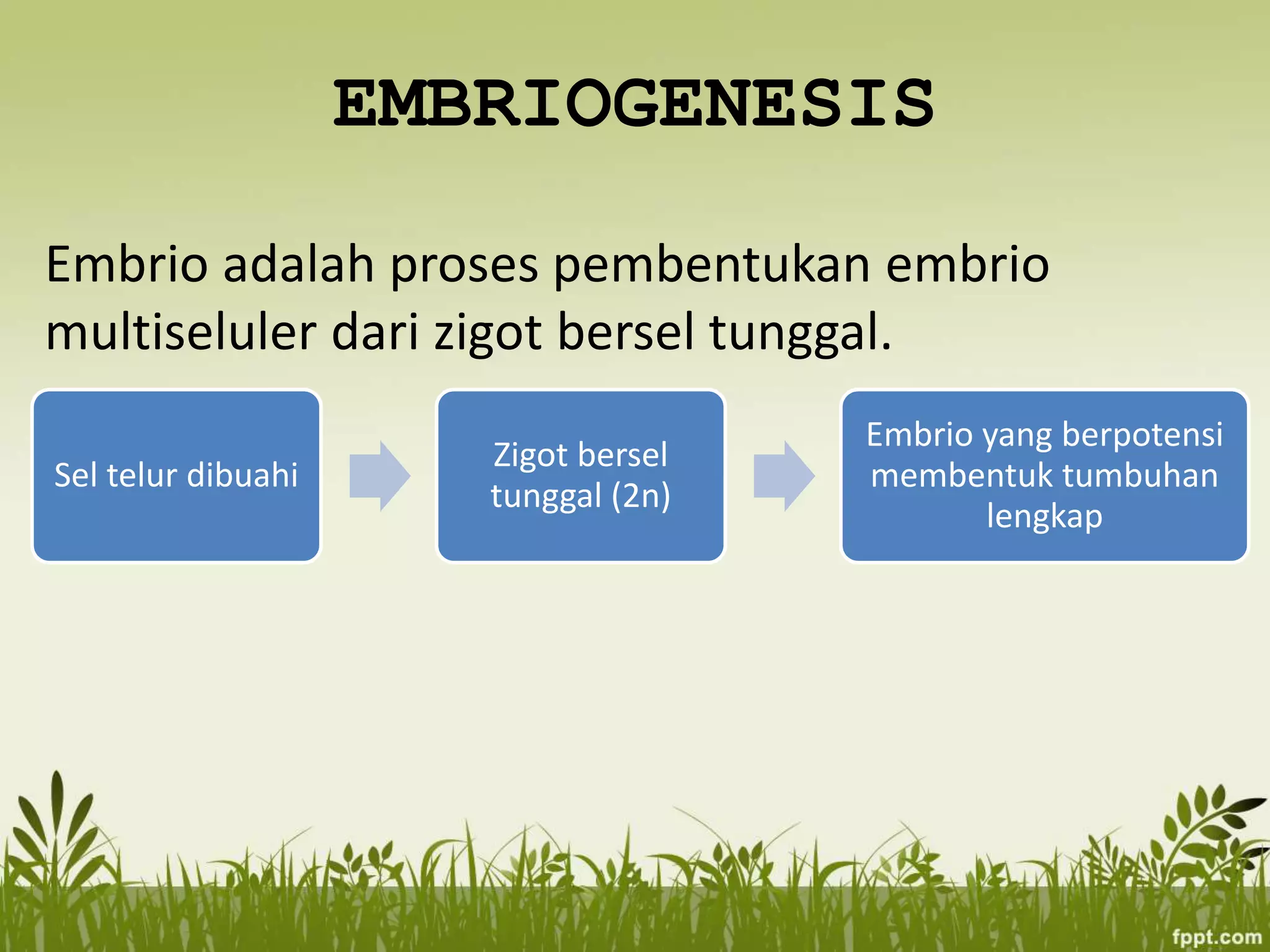 PPT Embriologi Tumbuhan - Perkembangan Embrio dan Biji | PPTX
