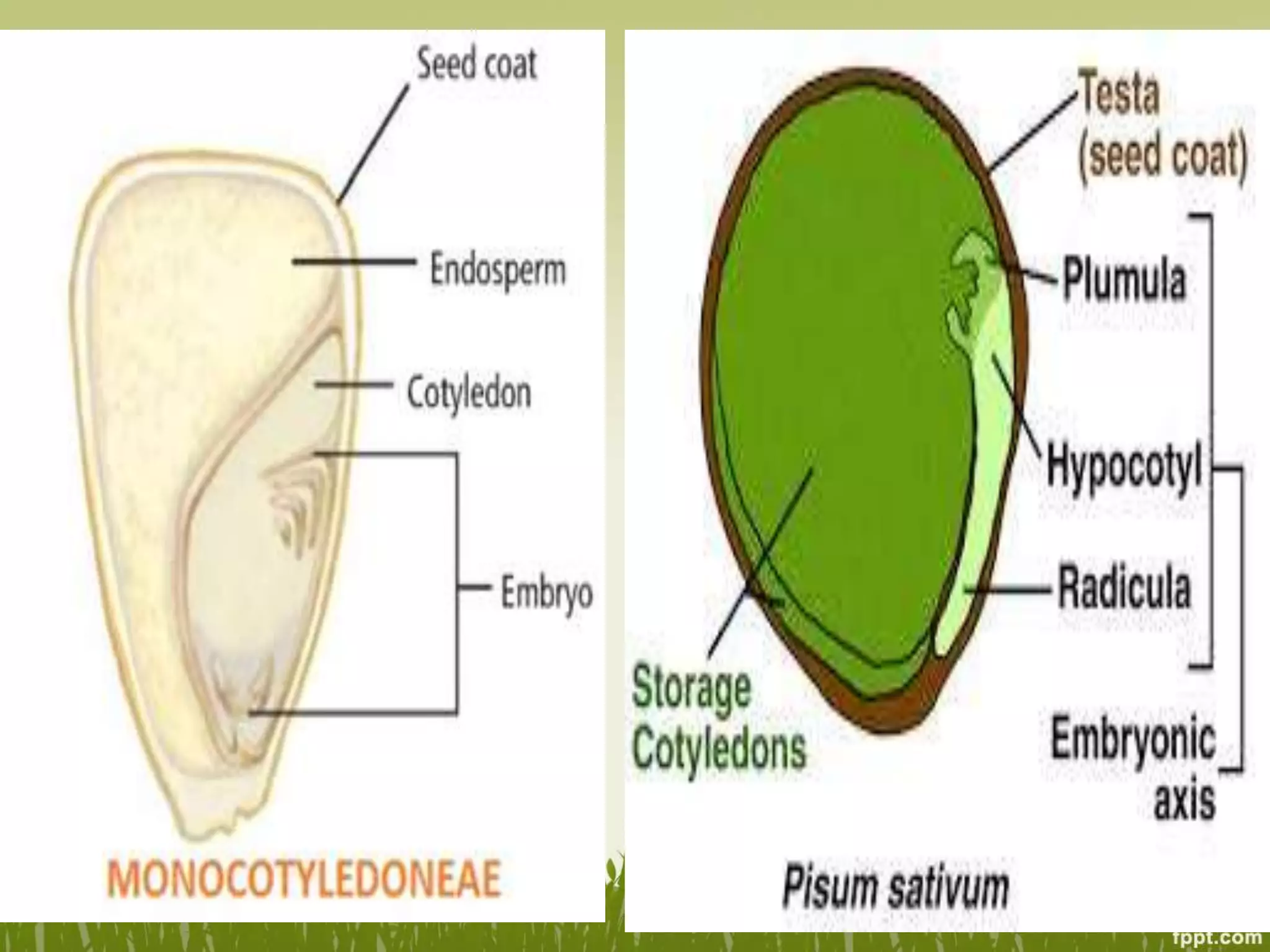 PPT Embriologi Tumbuhan - Perkembangan Embrio dan Biji | PPTX