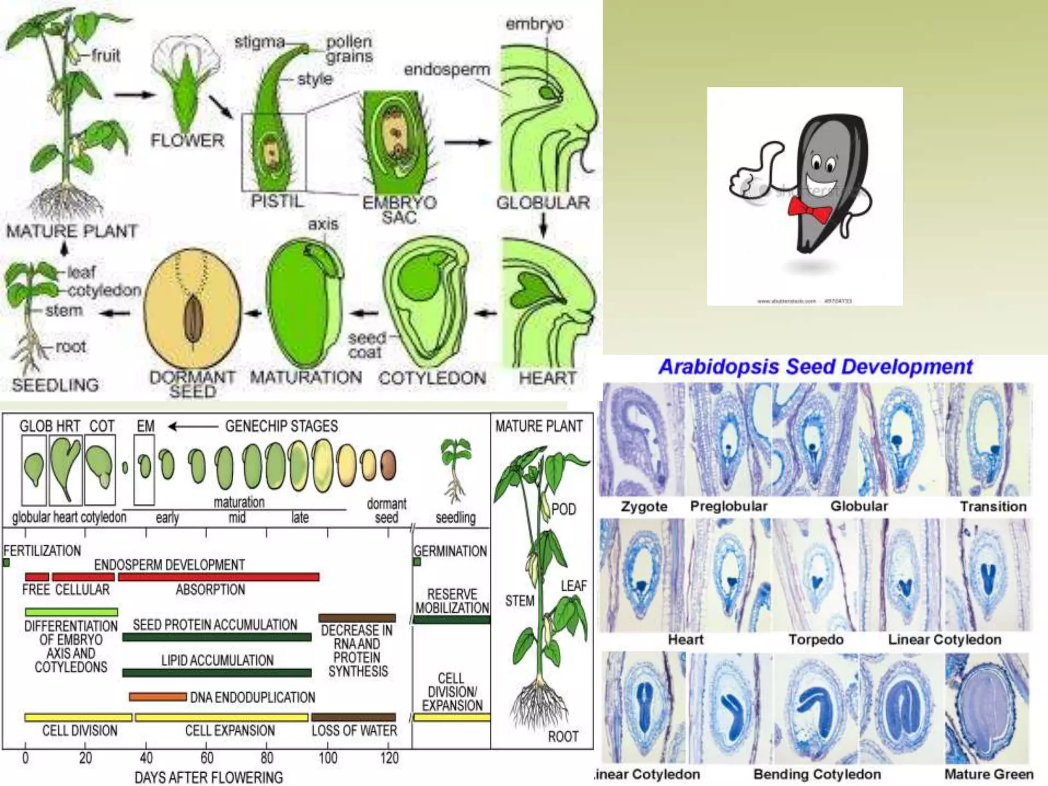PPT Embriologi Tumbuhan - Perkembangan Embrio dan Biji | PPTX