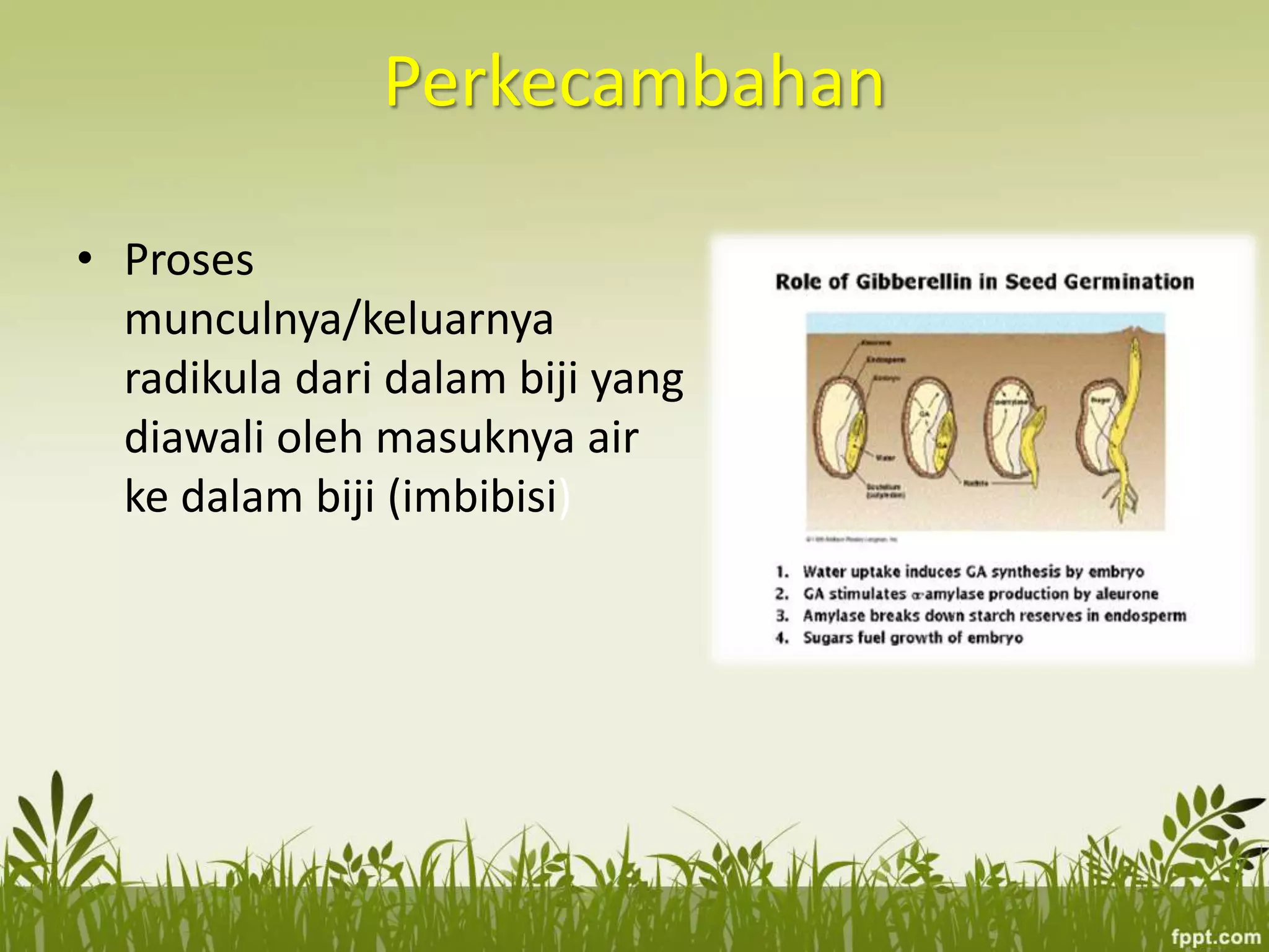 PPT Embriologi Tumbuhan - Perkembangan Embrio dan Biji | PPTX