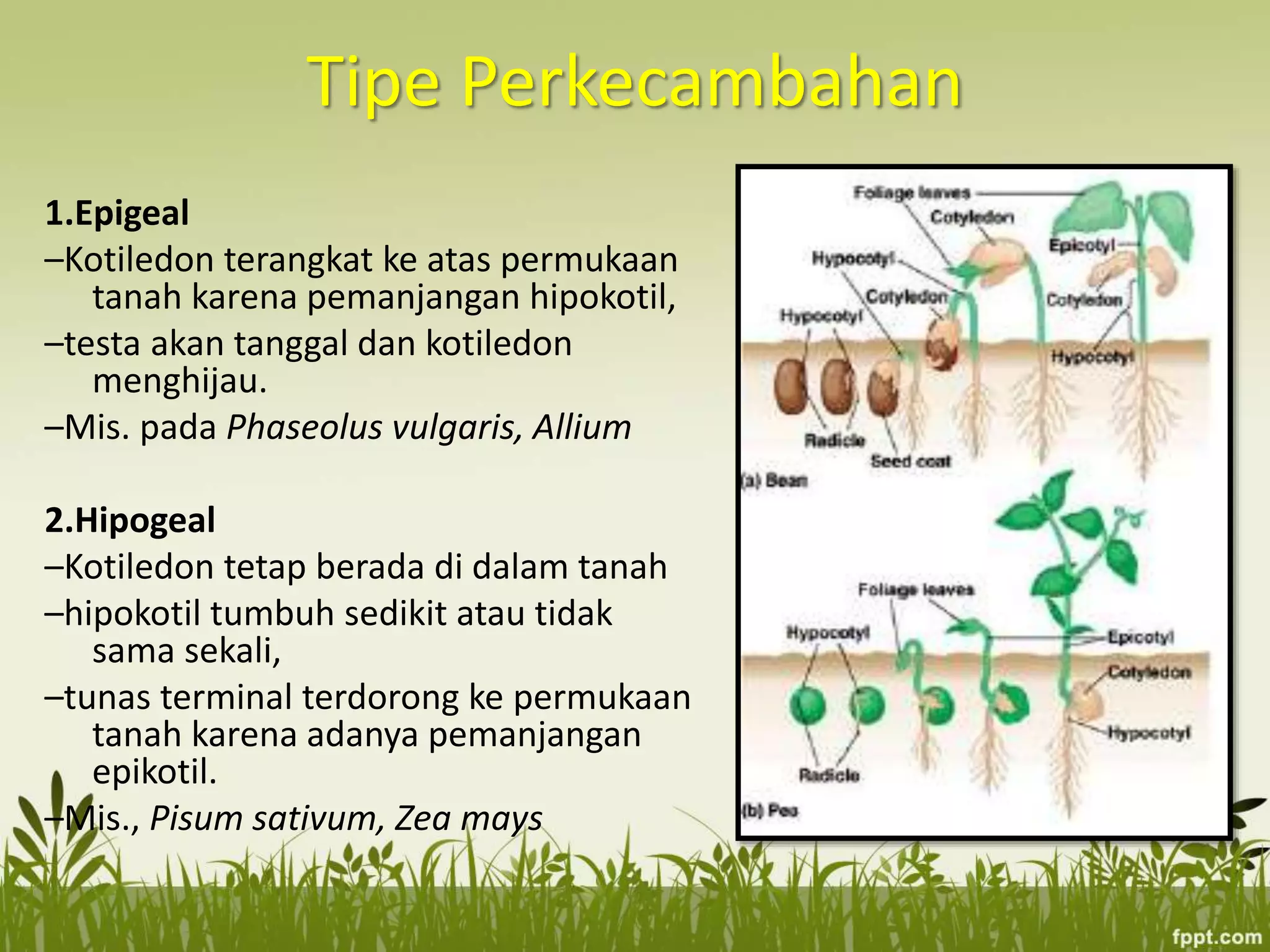 PPT Embriologi Tumbuhan - Perkembangan Embrio dan Biji | PPTX