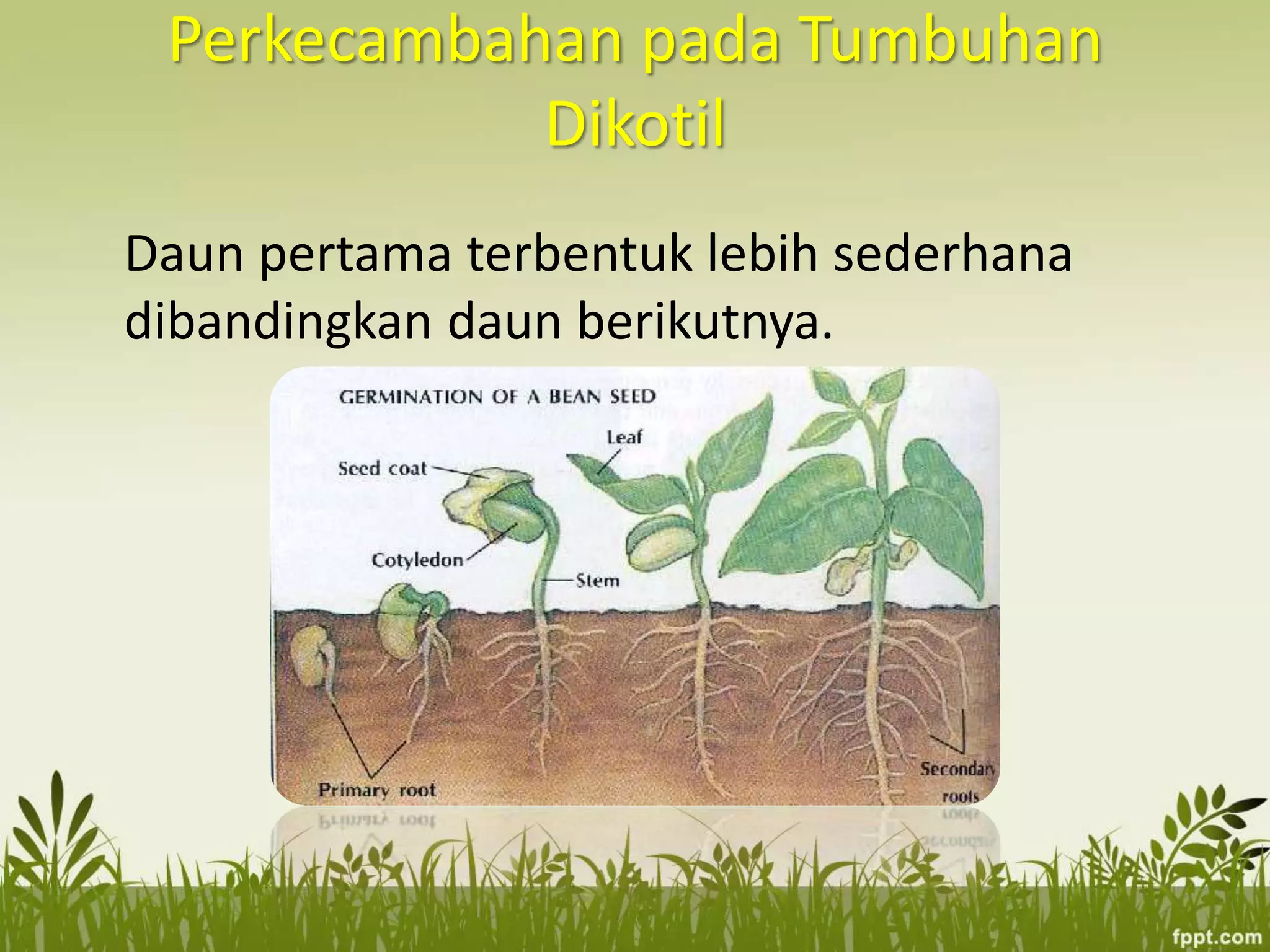 PPT Embriologi Tumbuhan - Perkembangan Embrio dan Biji | PPTX