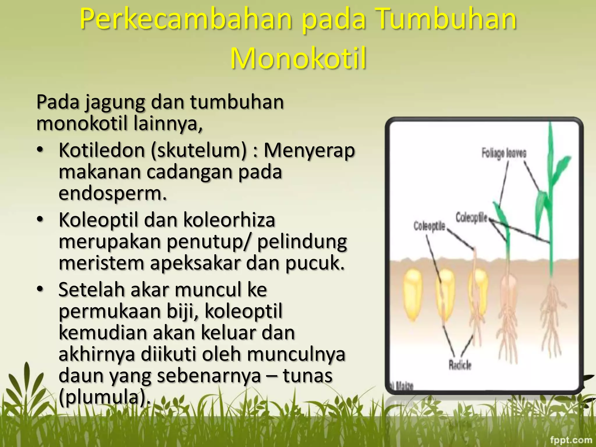 PPT Embriologi Tumbuhan - Perkembangan Embrio dan Biji | PPTX