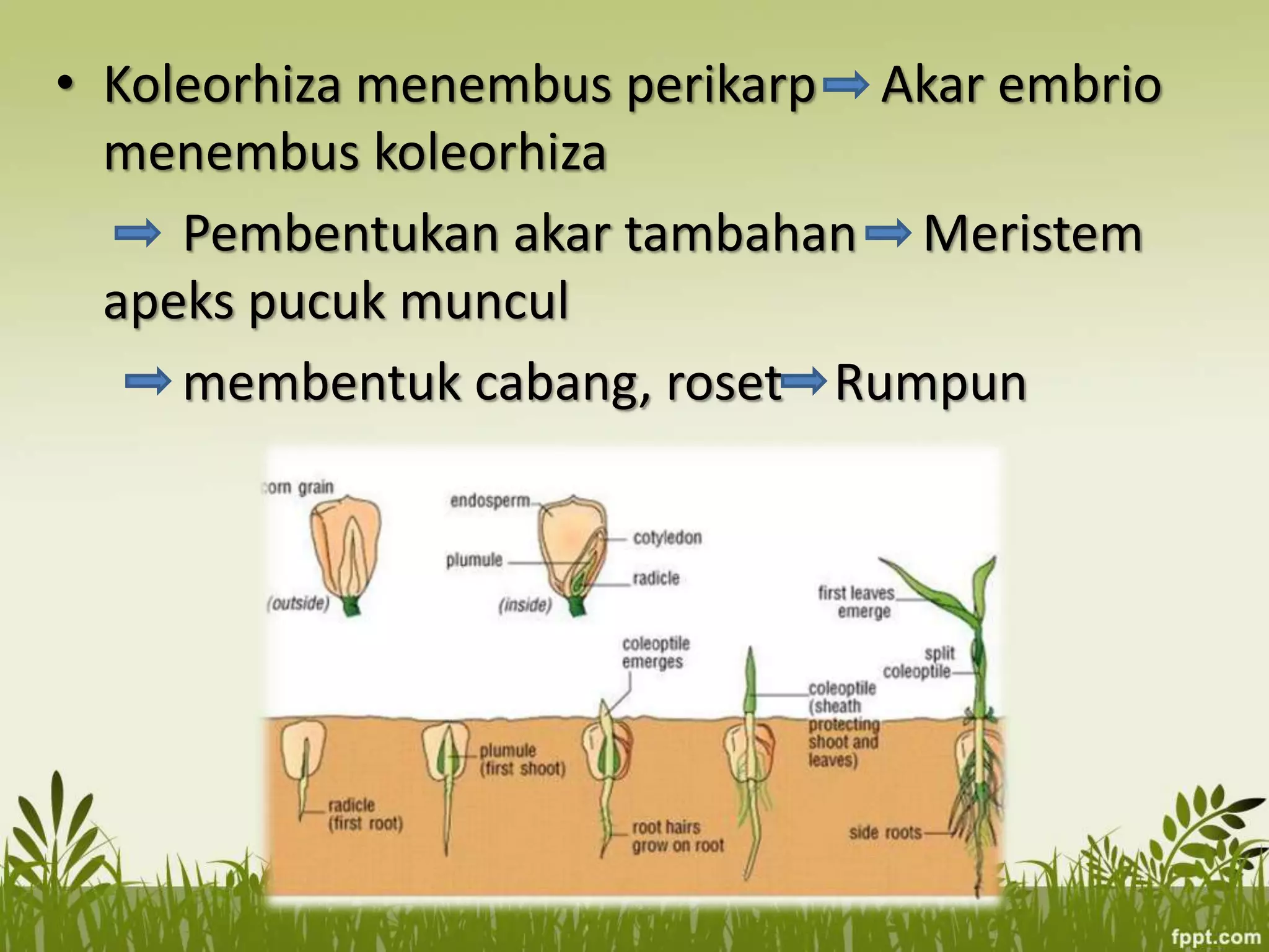 PPT Embriologi Tumbuhan - Perkembangan Embrio dan Biji | PPTX