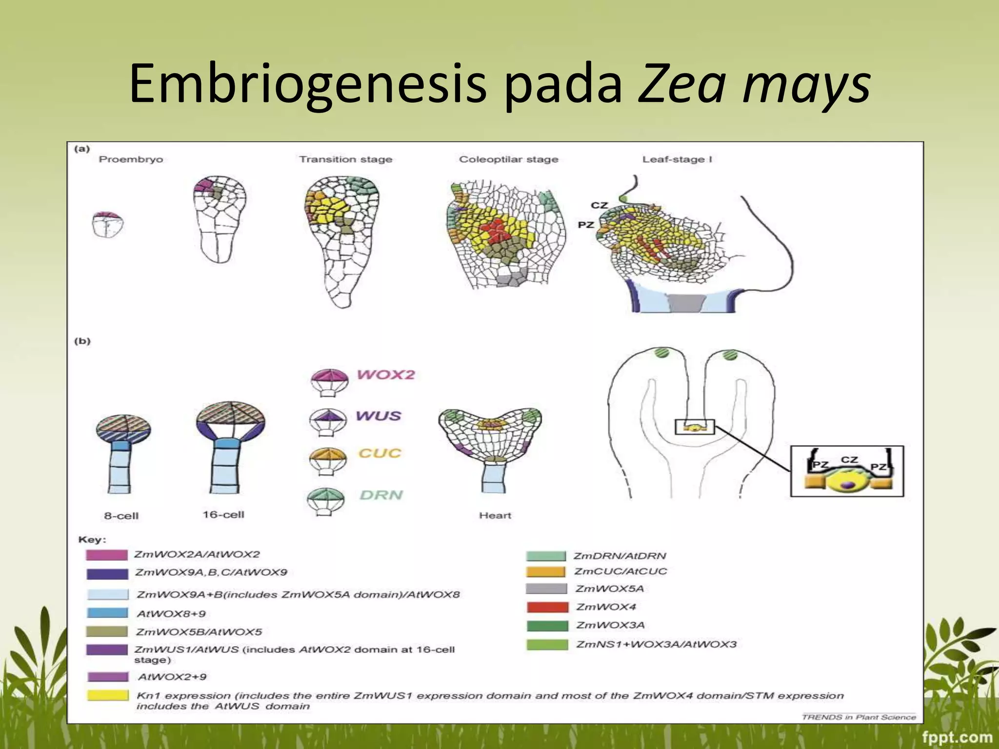 PPT Embriologi Tumbuhan - Perkembangan Embrio dan Biji | PPTX