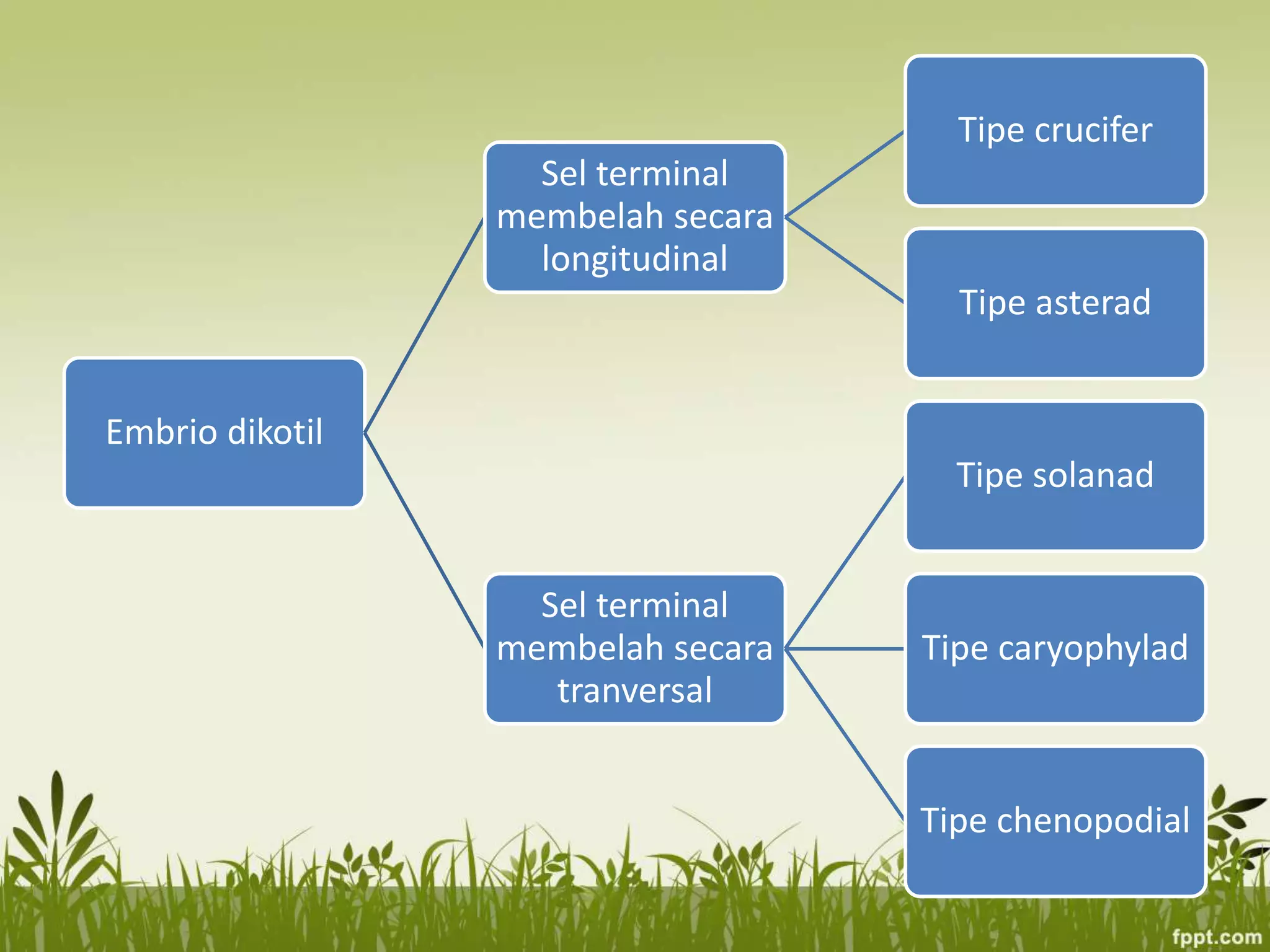 PPT Embriologi Tumbuhan - Perkembangan Embrio dan Biji | PPTX