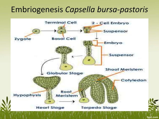 PPT Embriologi Tumbuhan - Perkembangan Embrio dan Biji | PPTX