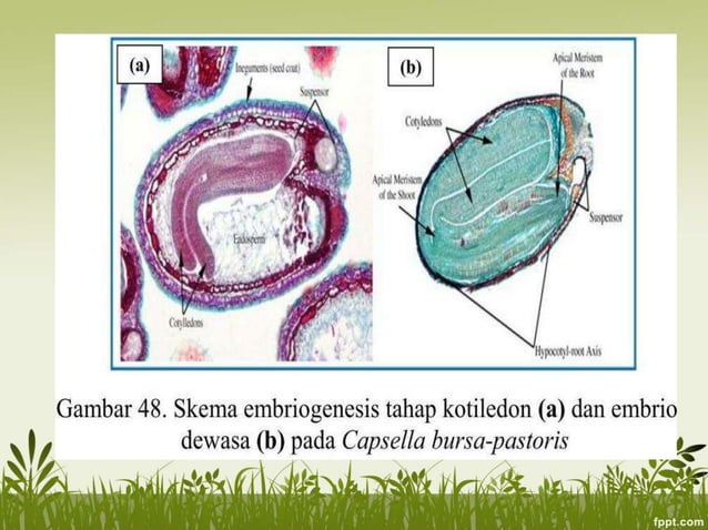 PPT Embriologi Tumbuhan - Perkembangan Embrio dan Biji | PPTX