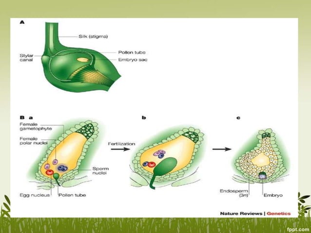 PPT Embriologi Tumbuhan - Perkembangan Embrio dan Biji | PPTX
