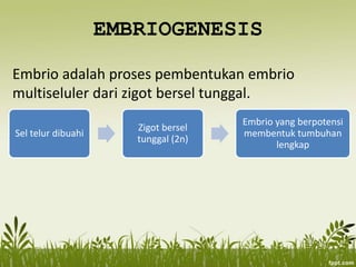 PPT Embriologi Tumbuhan - Perkembangan Embrio dan Biji | PPTX