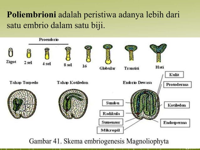 PPT Embriologi Tumbuhan - Perkembangan Embrio dan Biji | PPTX
