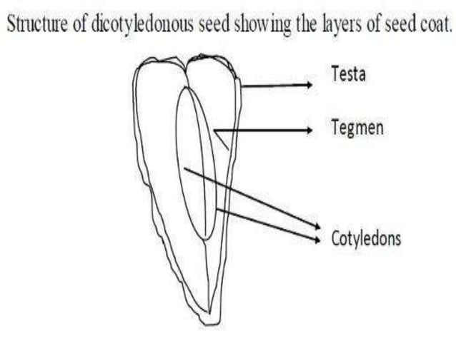 PPT Embriologi Tumbuhan - Perkembangan Embrio dan Biji | PPTX