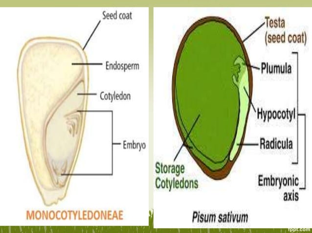 PPT Embriologi Tumbuhan - Perkembangan Embrio dan Biji | PPTX