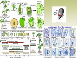 PPT Embriologi Tumbuhan - Perkembangan Embrio dan Biji | PPTX