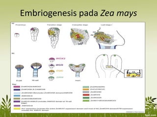 PPT Embriologi Tumbuhan - Perkembangan Embrio dan Biji | PPTX