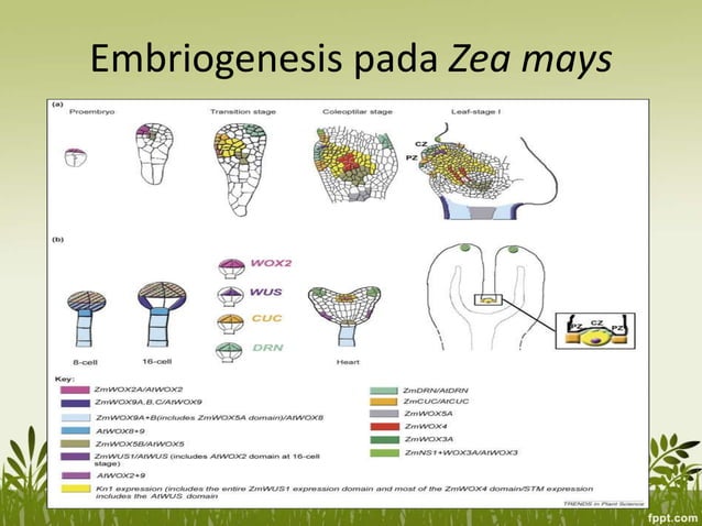 PPT Embriologi Tumbuhan - Perkembangan Embrio dan Biji | PPTX