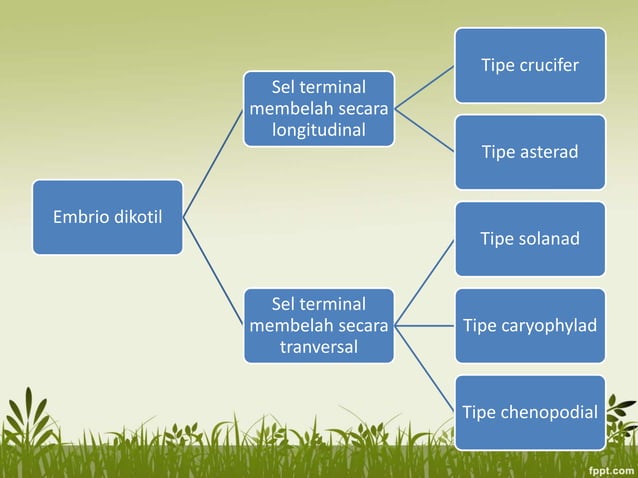 PPT Embriologi Tumbuhan - Perkembangan Embrio dan Biji | PPTX