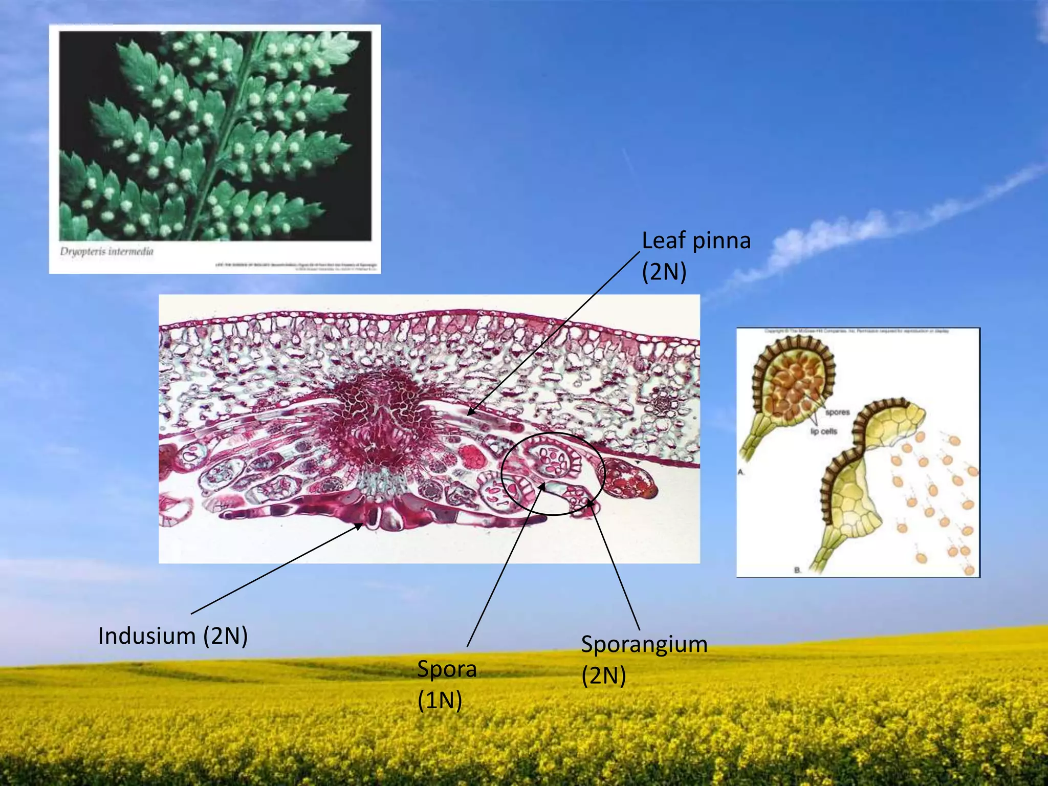 PPT Embriologi Tumbuhan - Pteridophyta | PPTX