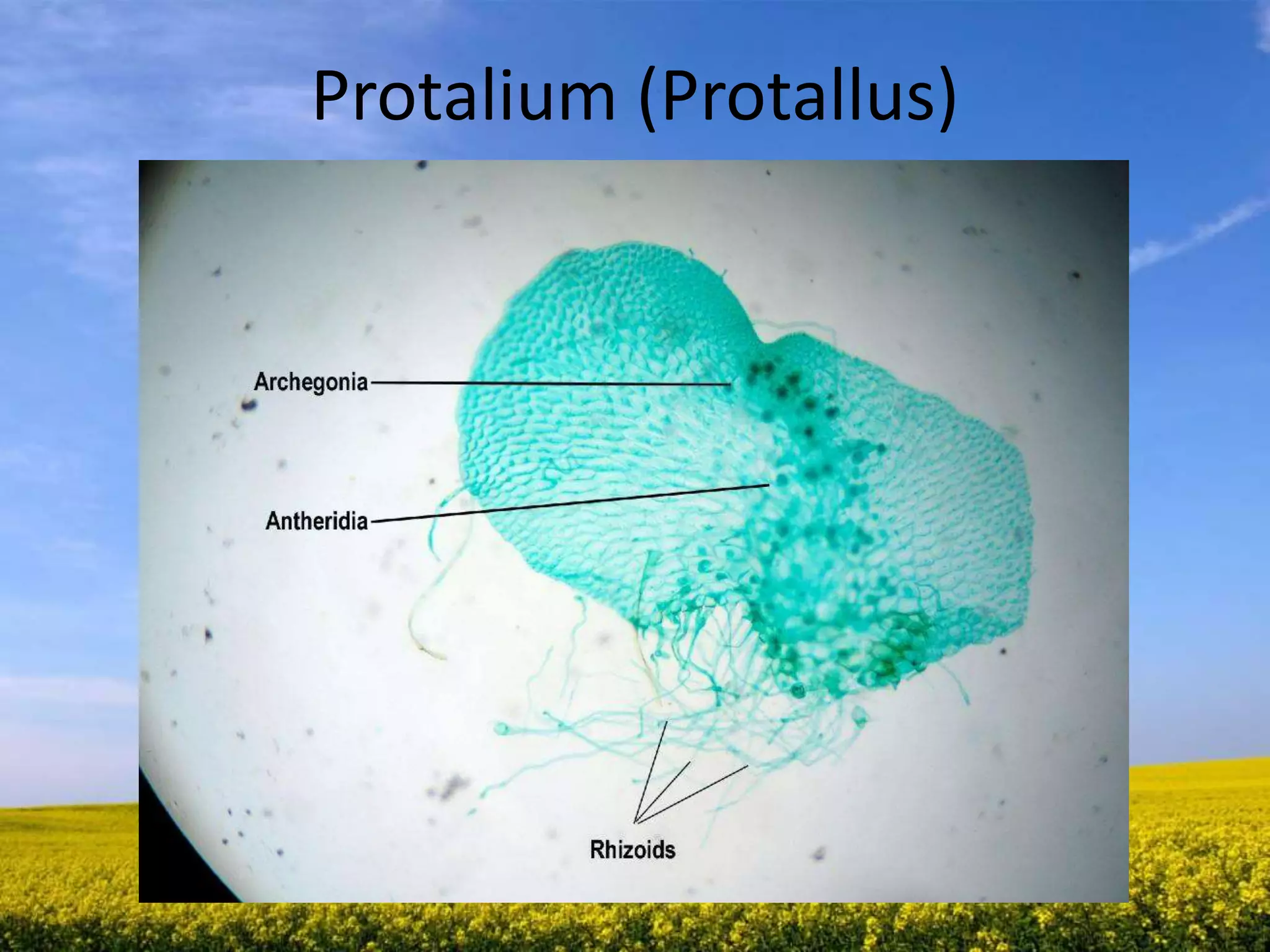 PPT Embriologi Tumbuhan - Pteridophyta | PPTX