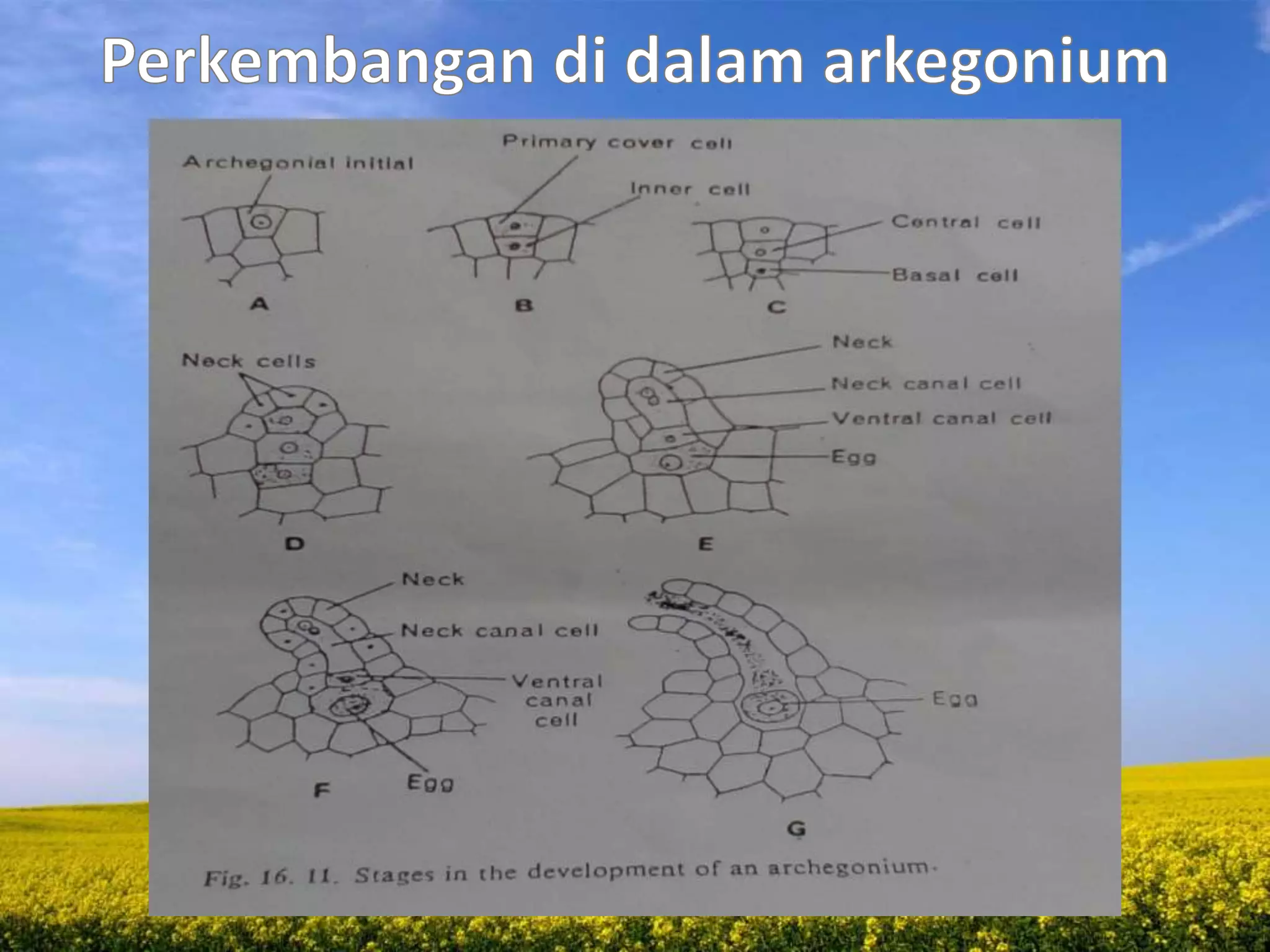 PPT Embriologi Tumbuhan - Pteridophyta | PPTX
