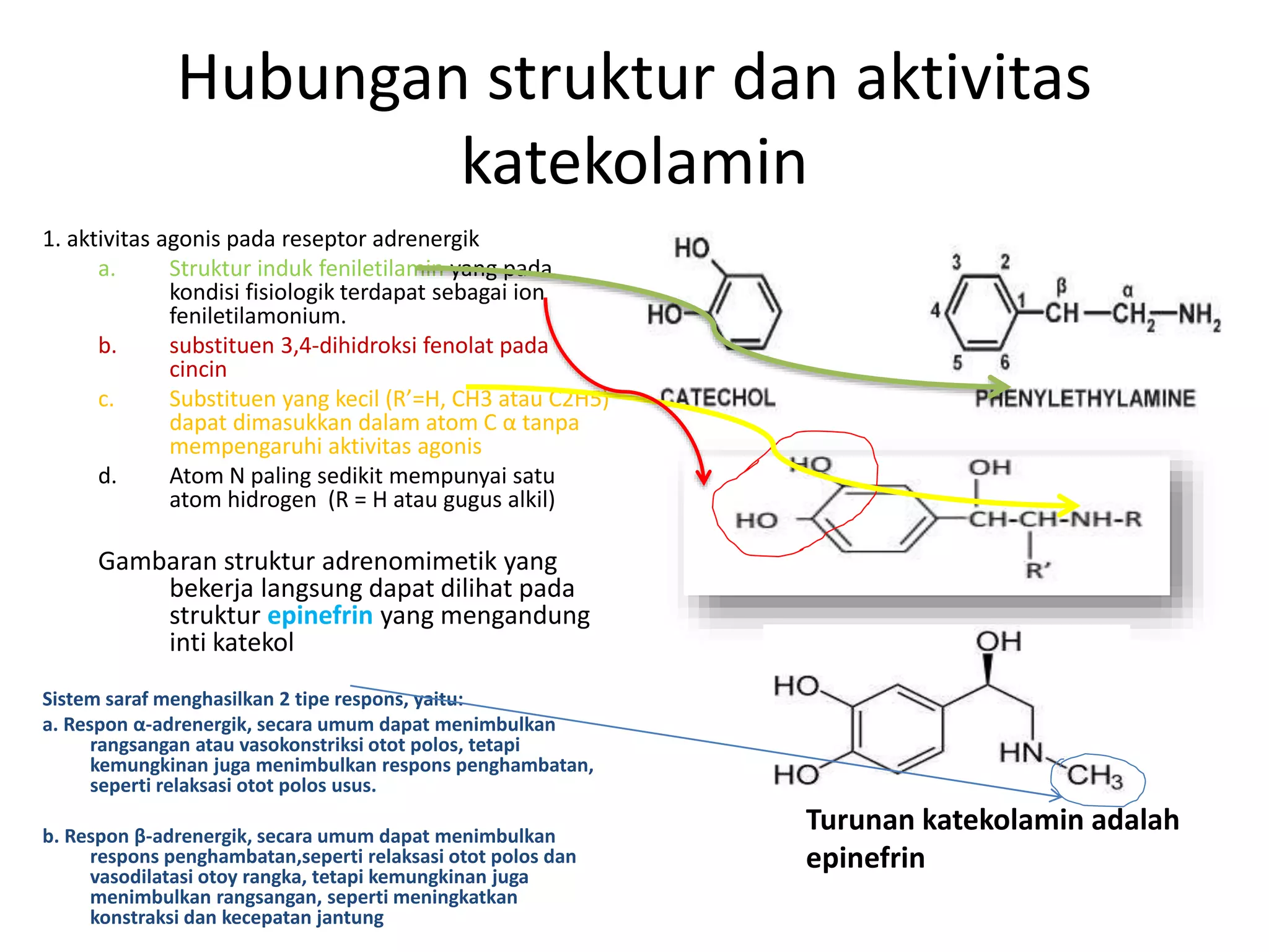 Relationship between structure and drug activity of peripheral nervous ...
