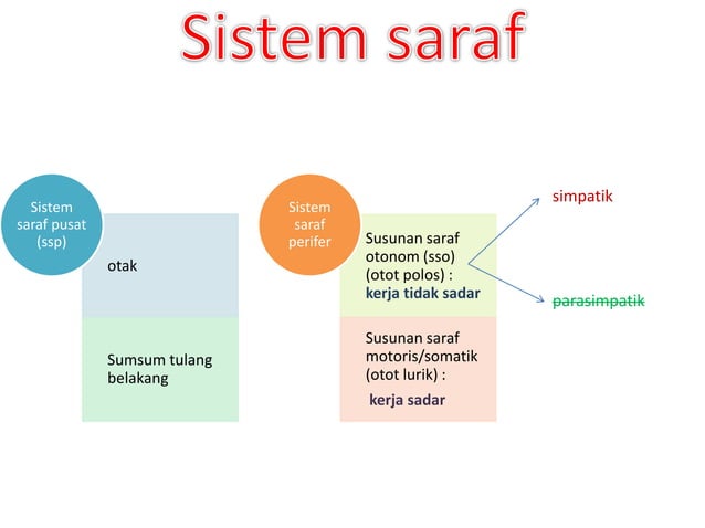 HUBUNGAN STRUKTUR DAN AKTIVITAS OBAT OBAT Periper Nervous Sistem | PPTX