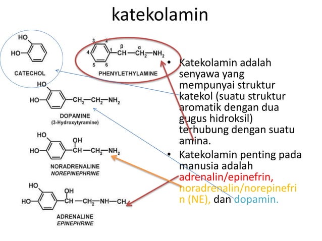 HUBUNGAN STRUKTUR DAN AKTIVITAS OBAT OBAT Periper Nervous Sistem