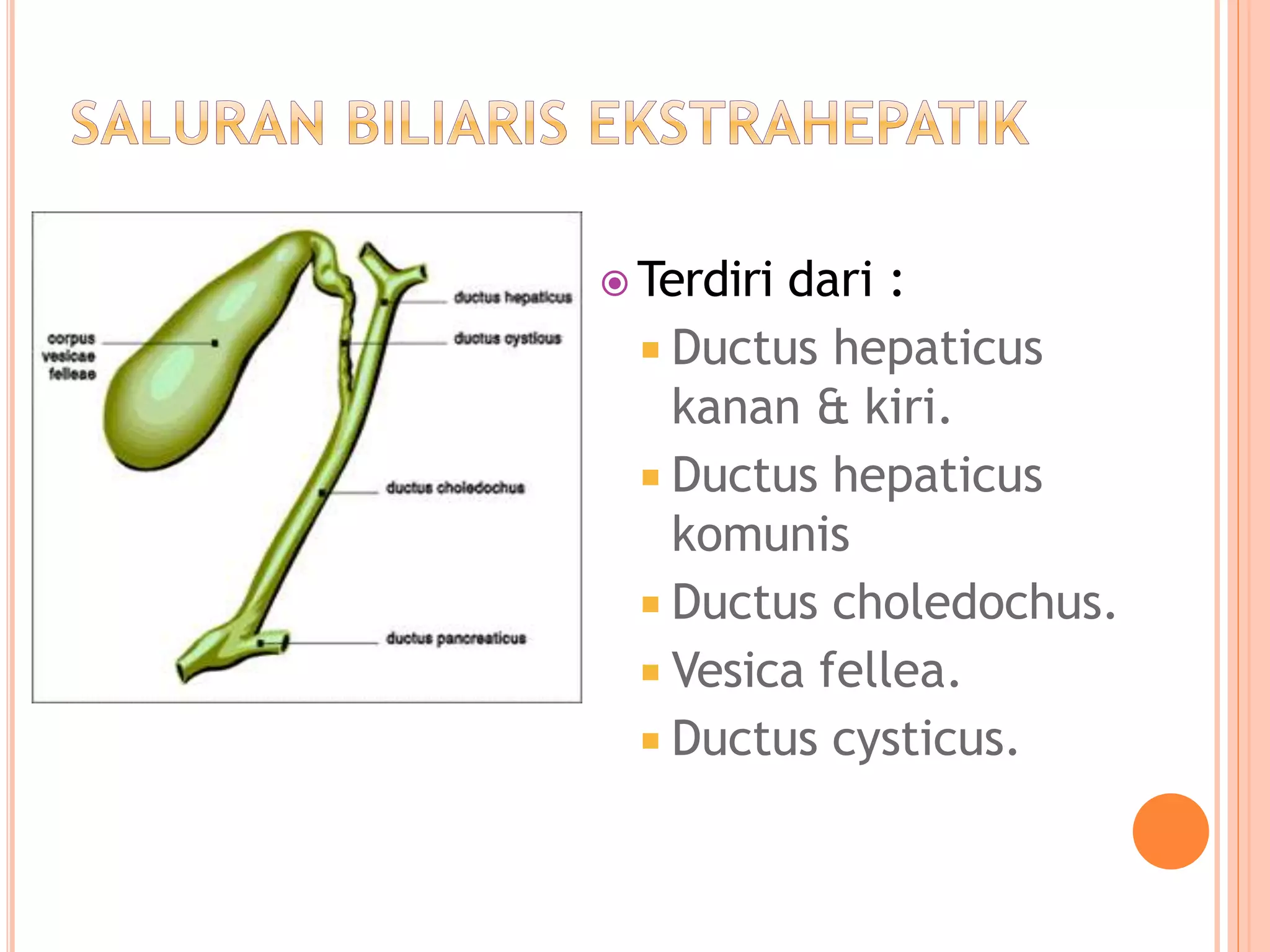 Teknik Radiografi 3 Sistem Biliari | PPTX