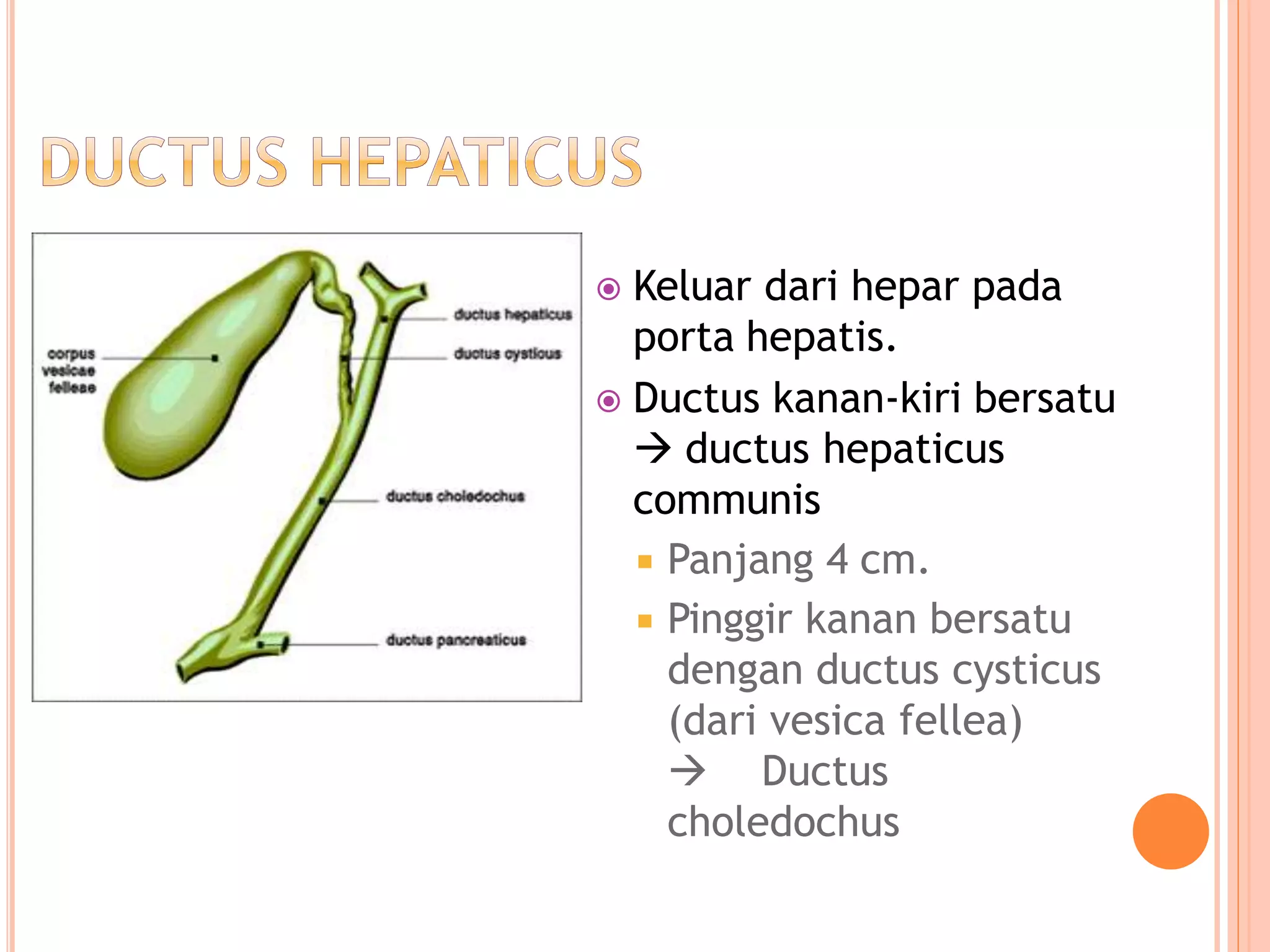 Teknik Radiografi 3 Sistem Biliari | PPTX