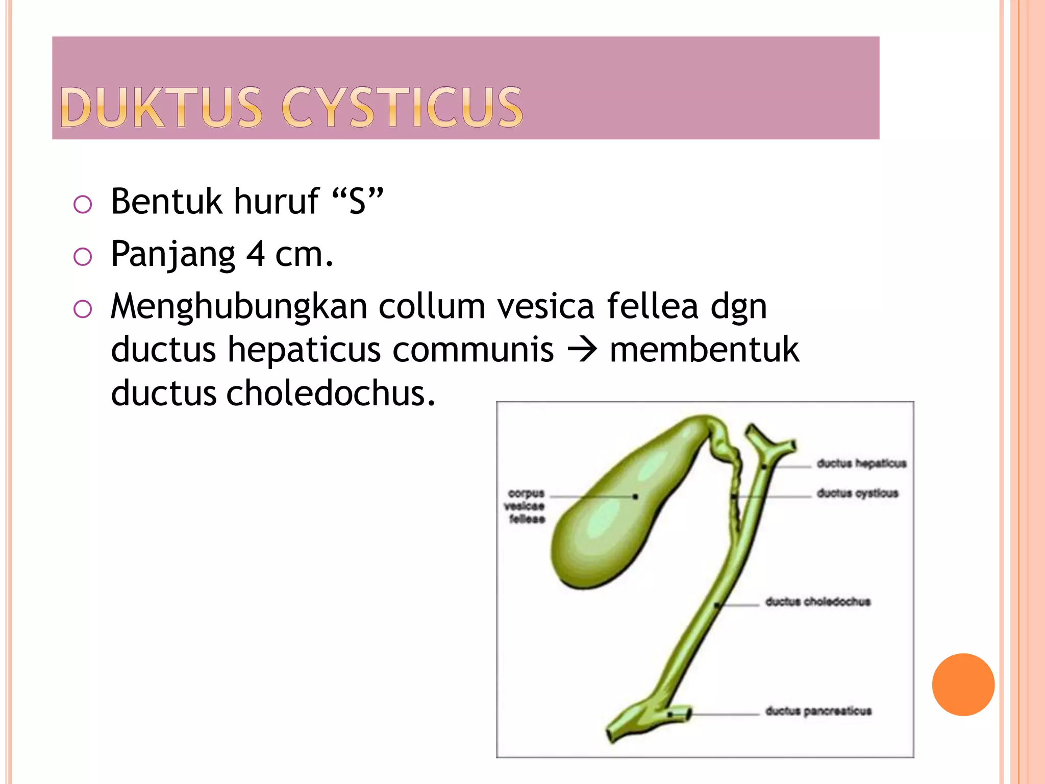 Teknik Radiografi 3 Sistem Biliari | PPTX