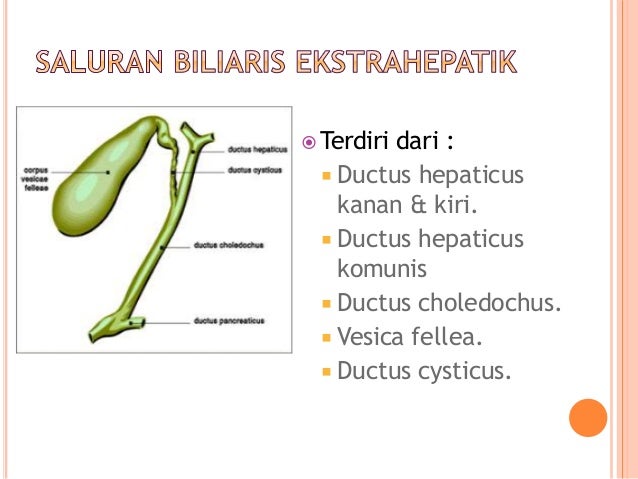 Teknik Radiografi 3 Sistem Biliari