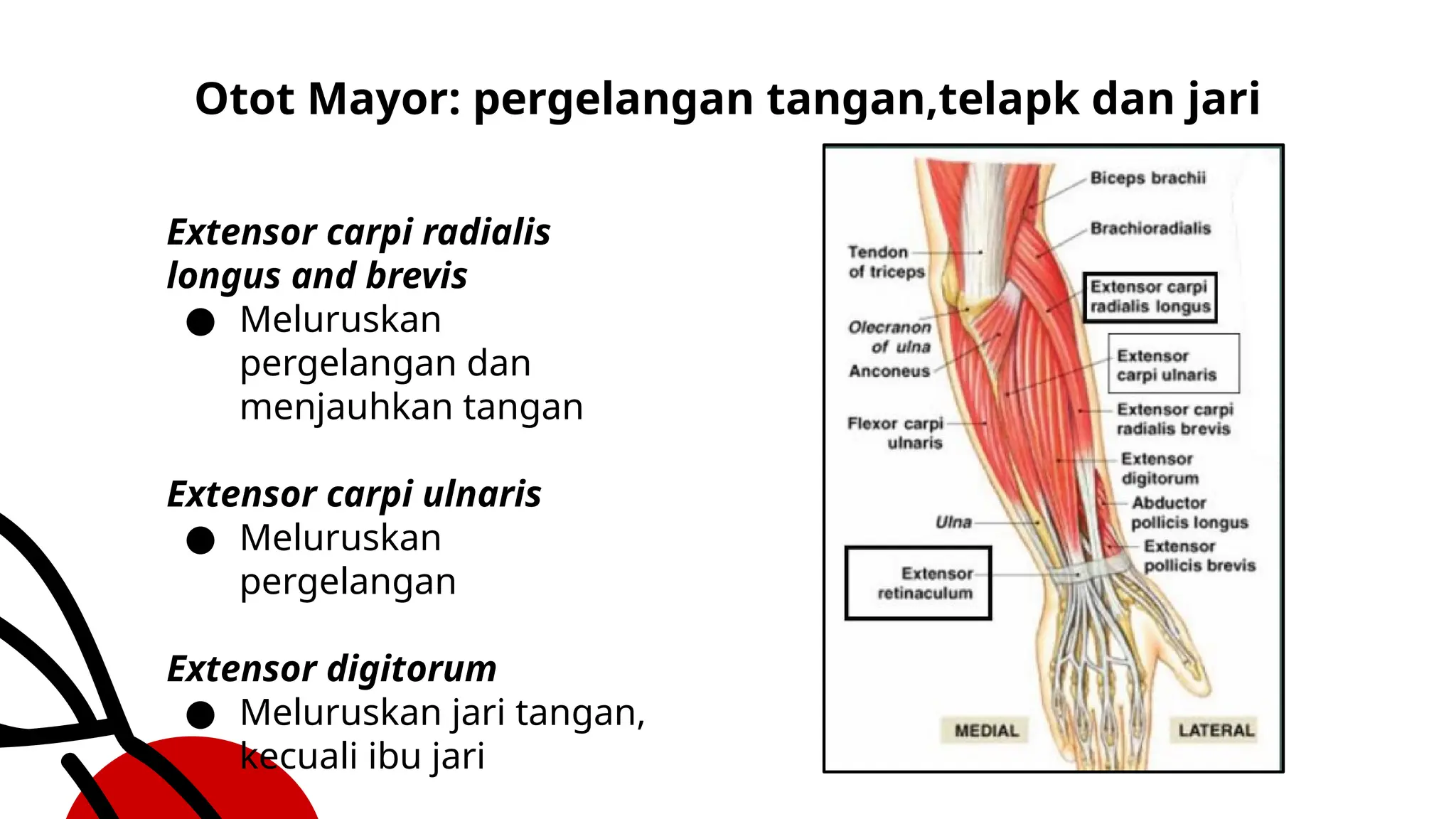 Kelompok 2_SISTEM GERKA AKTIF (OTOT).pptx