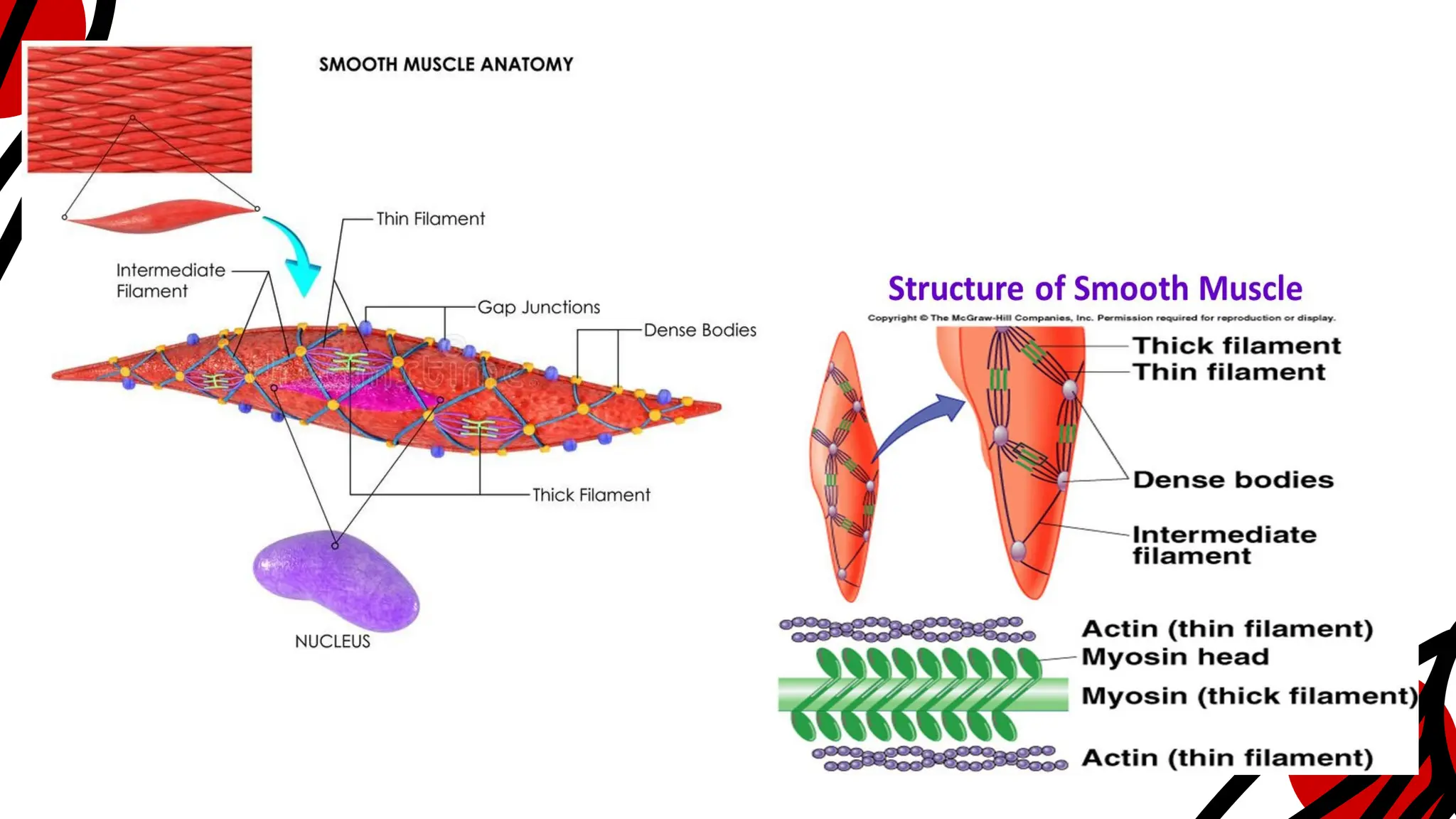Kelompok 2_SISTEM GERKA AKTIF (OTOT).pptx