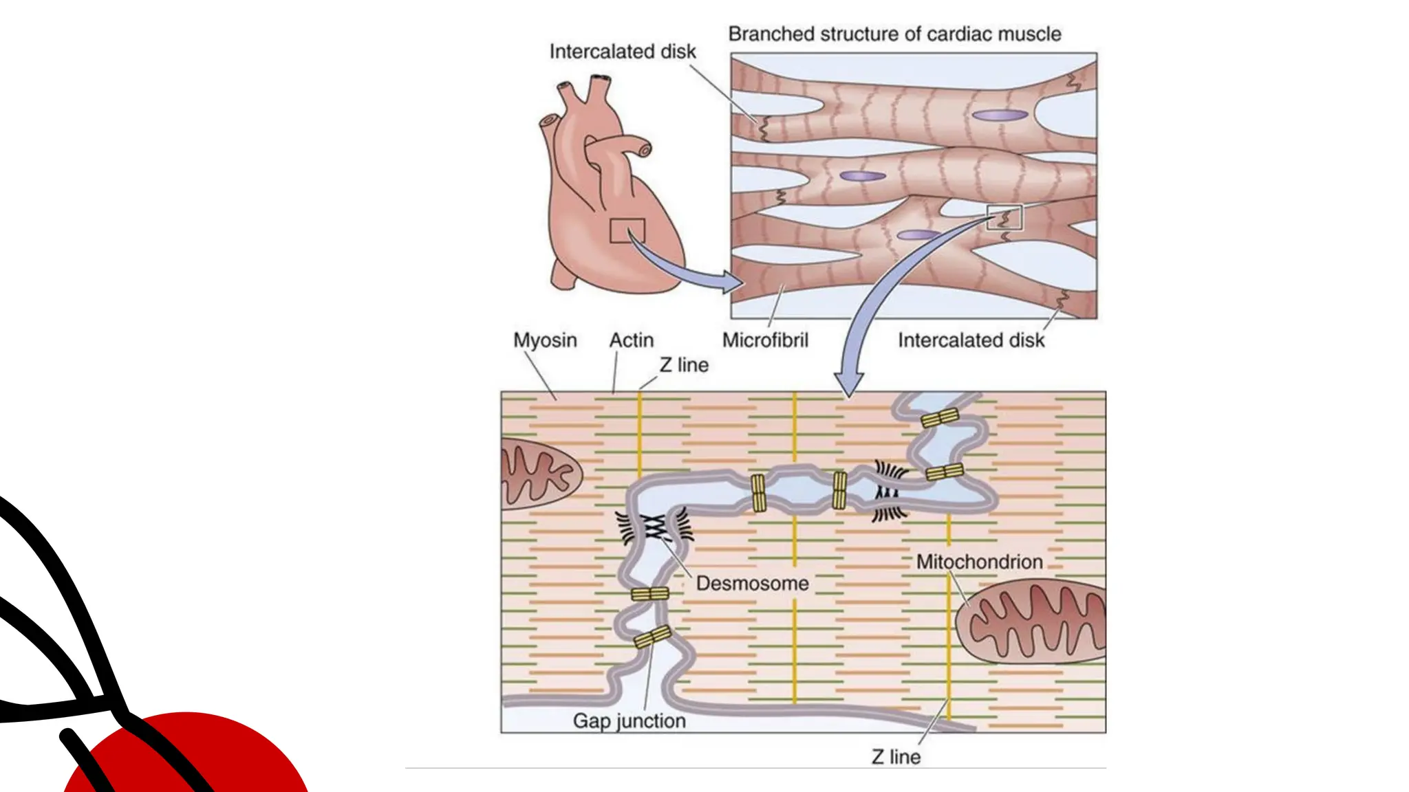 Kelompok 2_SISTEM GERKA AKTIF (OTOT).pptx