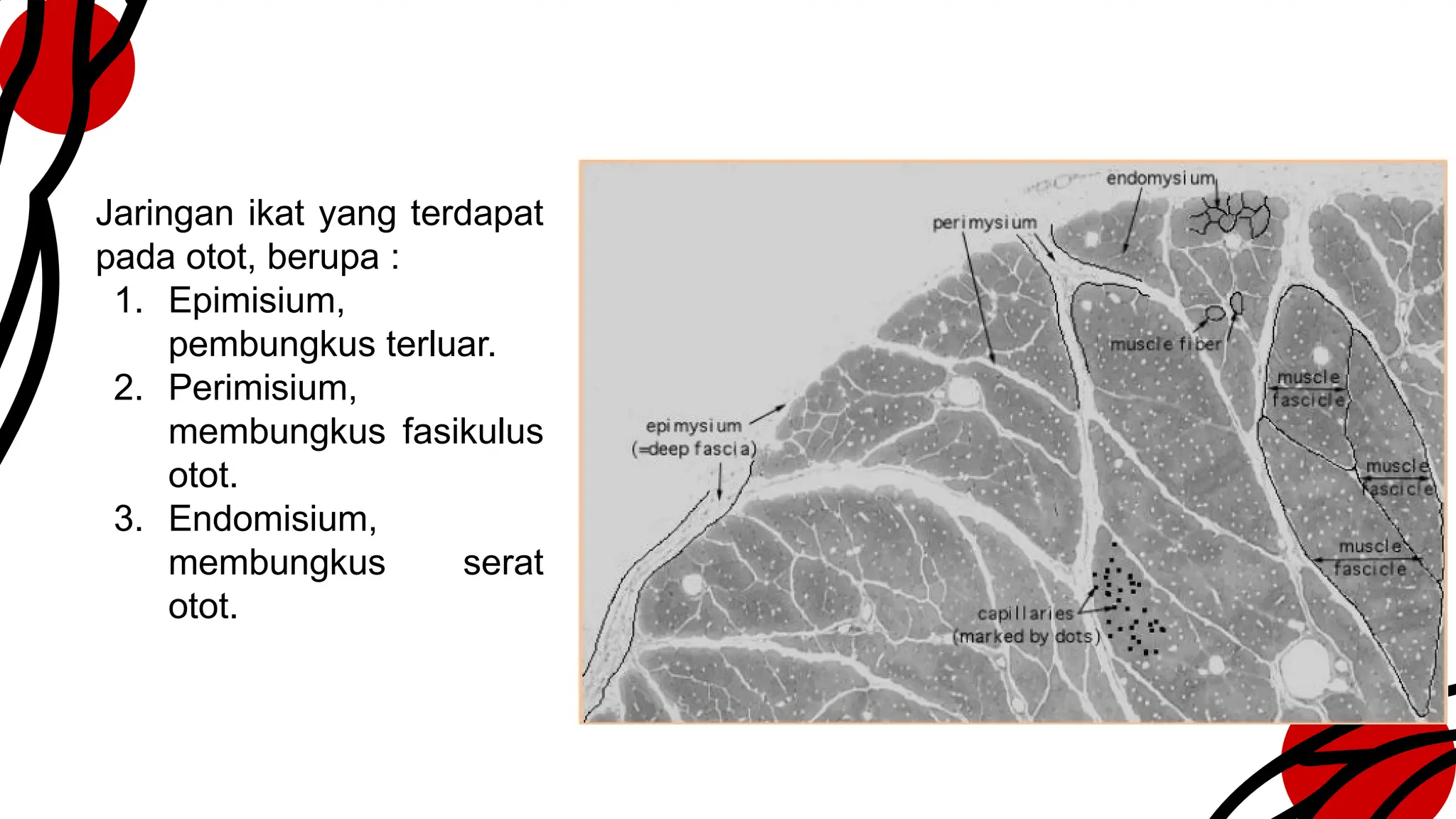 Kelompok 2_SISTEM GERKA AKTIF (OTOT).pptx
