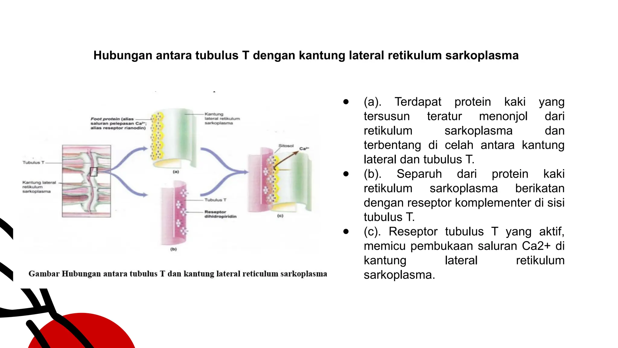 Kelompok 2_SISTEM GERKA AKTIF (OTOT).pptx