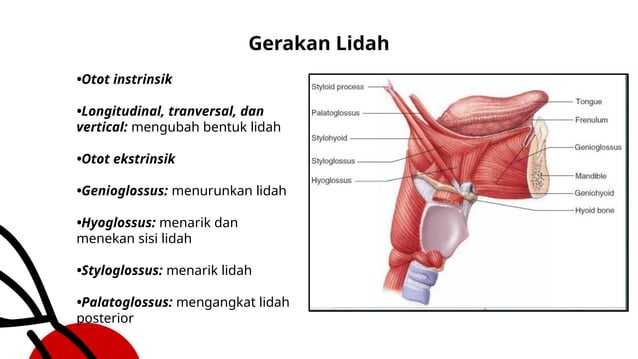 Kelompok 2_SISTEM GERKA AKTIF (OTOT).pptx