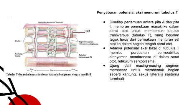 Kelompok 2_SISTEM GERKA AKTIF (OTOT).pptx