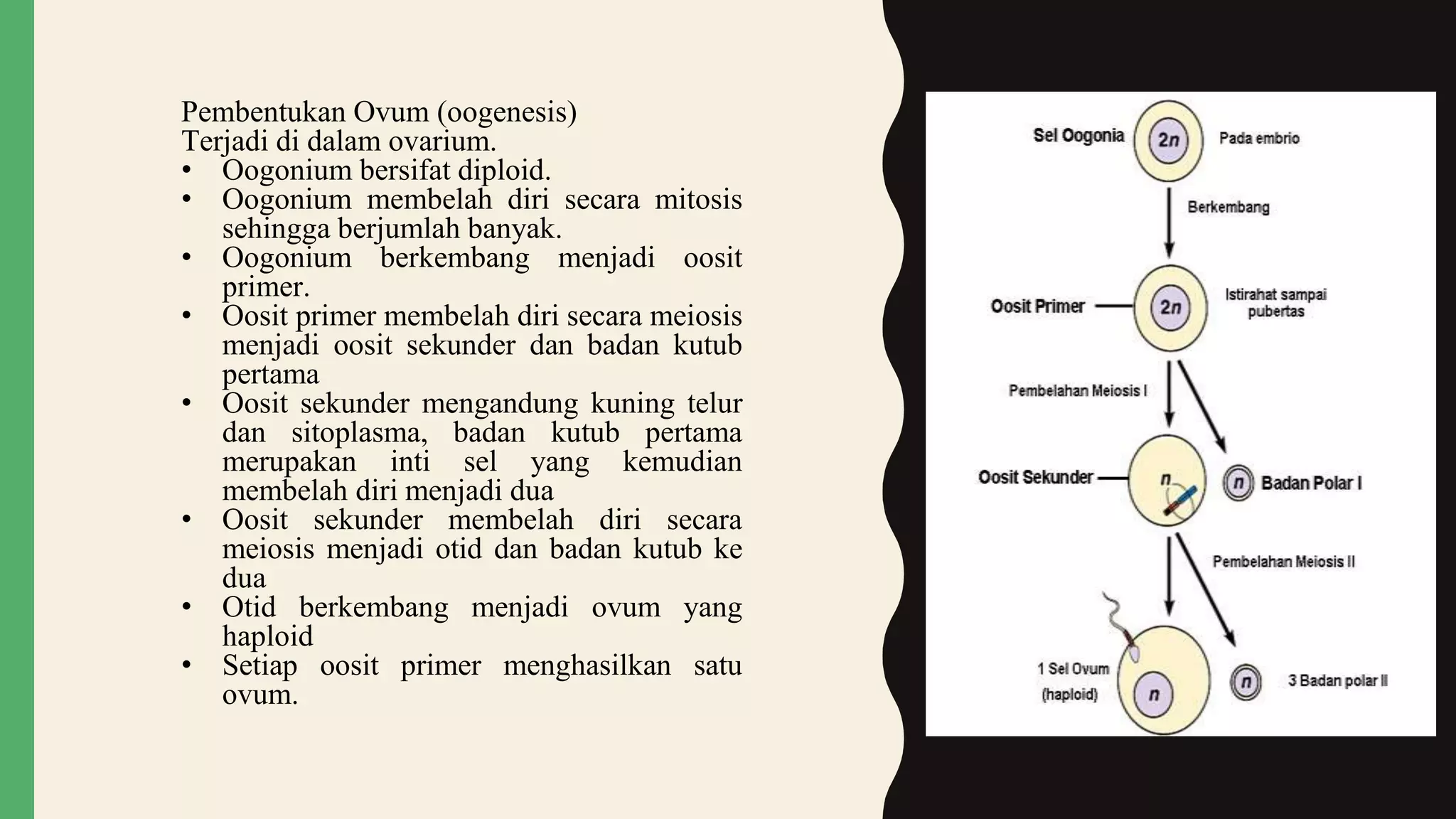 Sistem Reproduksi .pptx