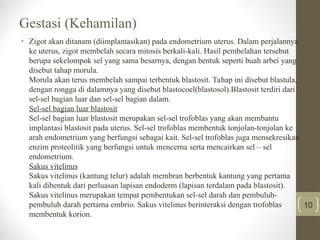 MATERI SISTEM REPRODUKSI WANITA - SISTEM REPRODUKSI PPT | PPT