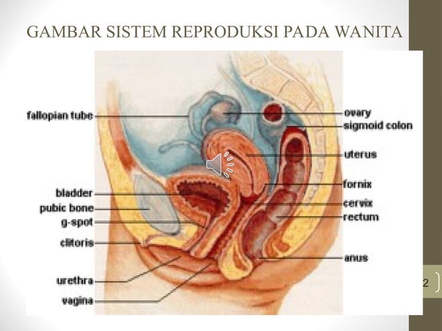 MATERI SISTEM REPRODUKSI WANITA - SISTEM REPRODUKSI PPT | PPT