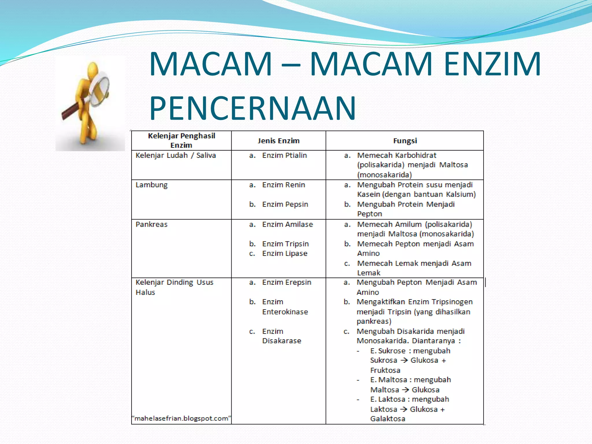 enzim pencernaan | PPTX