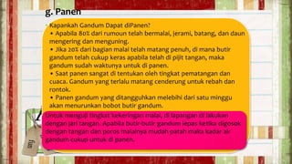 Budidaya & Usaha Tanaman Pangan : Gandum | PPTX