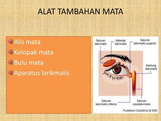Alat indra (mata) | PPTX