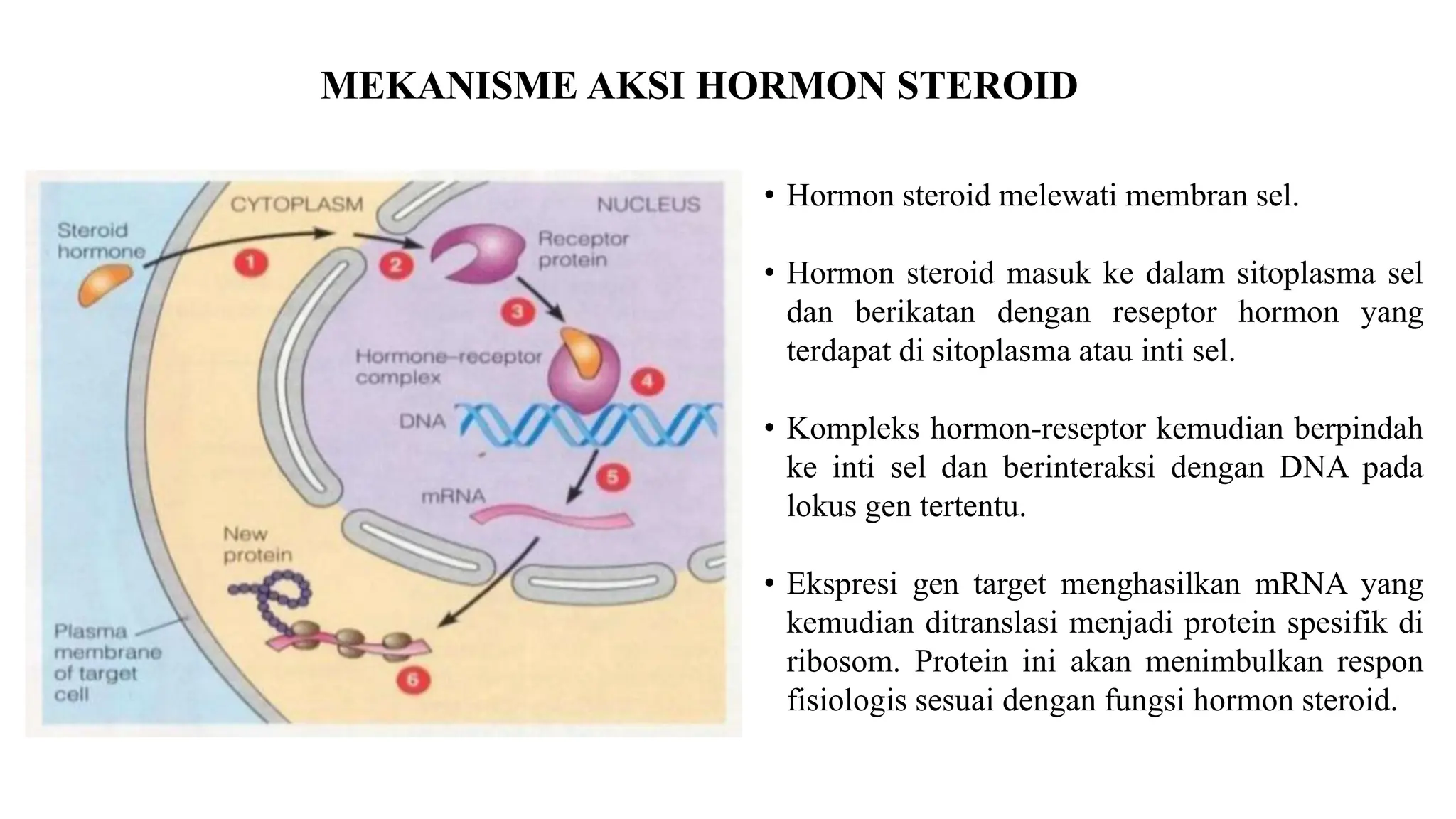 Kelompok 3_Materi Hormon Fisiologi Hewan.pptx