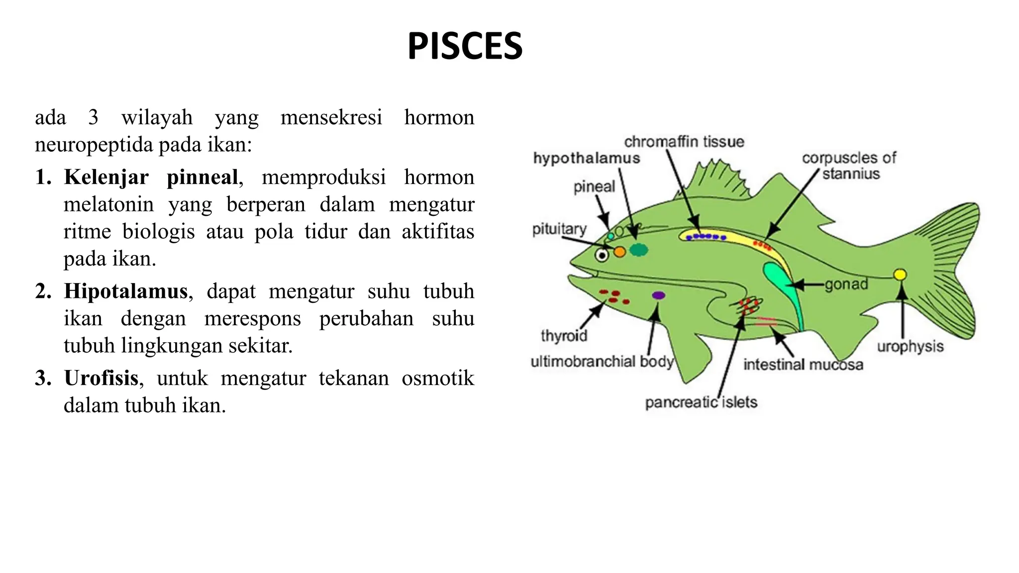 Kelompok 3_Materi Hormon Fisiologi Hewan.pptx